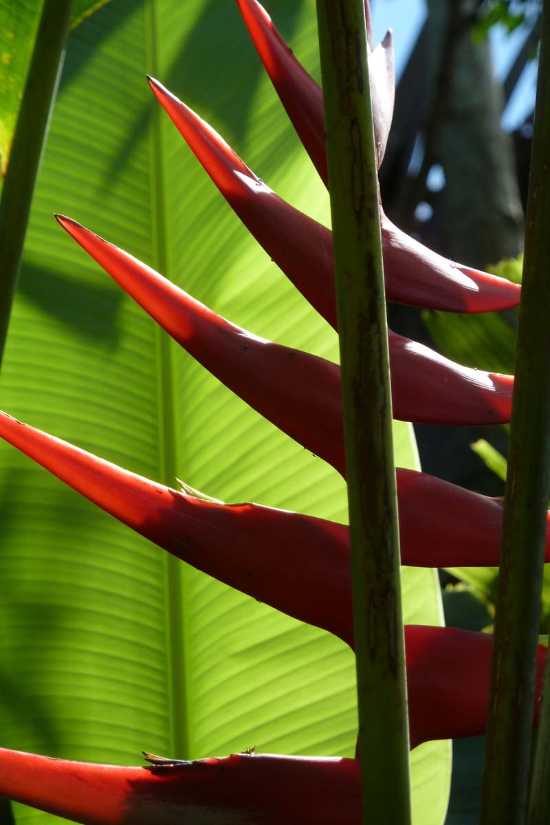 Our Spectacular Gardens - Taveuni Palms