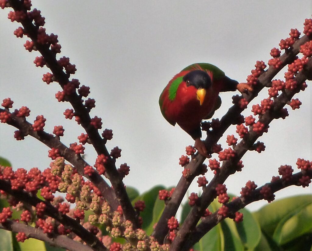 The Flora and Fauna of Taveuni: What Grows in Fiji's Garden Island ...
